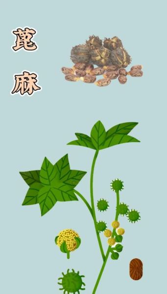 麻是什么_麻的功效与作用-第2张图片-山城妙识