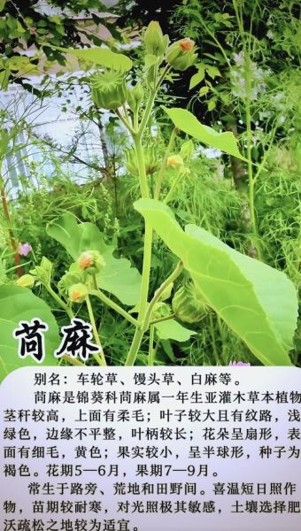 麻是什么_麻的功效与作用-第1张图片-山城妙识