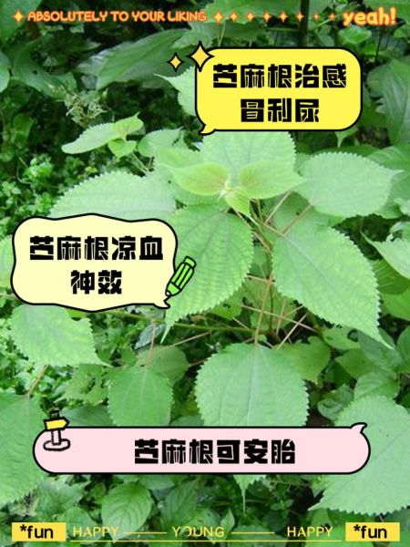 麻是什么_麻的功效与作用-第3张图片-山城妙识