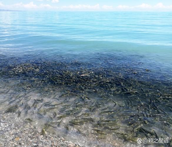 湟鱼好吃吗_青海湖裸鲤口感如何-第3张图片-山城妙识 湟鱼好吃吗_青海湖裸鲤口感如何-第3张图片-山城妙识