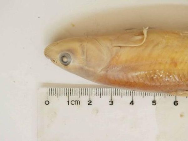 湟鱼好吃吗_青海湖裸鲤口感如何-第2张图片-山城妙识 湟鱼好吃吗_青海湖裸鲤口感如何-第2张图片-山城妙识