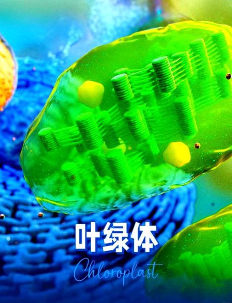 发菜有叶绿体吗_发菜光合作用机制-第1张图片-山城妙识 发菜有叶绿体吗_发菜光合作用机制-第1张图片-山城妙识