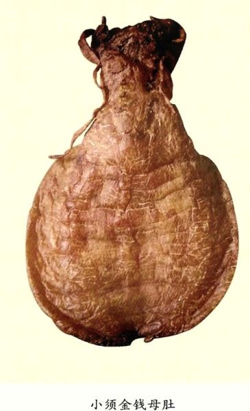 金钱鳘多少钱一斤_金钱鳘为什么这么贵-第3张图片-山城妙识