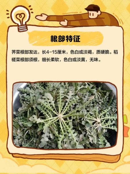 假荠荠菜图片欣赏_如何辨别真假荠荠菜-第2张图片-山城妙识 假荠荠菜图片欣赏_如何辨别真假荠荠菜-第2张图片-山城妙识