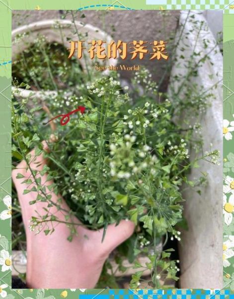假荠荠菜图片欣赏_如何辨别真假荠荠菜-第1张图片-山城妙识 假荠荠菜图片欣赏_如何辨别真假荠荠菜-第1张图片-山城妙识