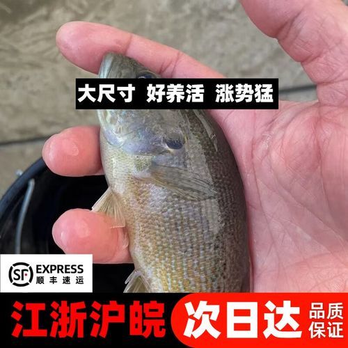 太阳鱼多少钱一斤_太阳鱼价格为什么波动大-第1张图片-山城妙识 太阳鱼多少钱一斤_太阳鱼价格为什么波动大-第1张图片-山城妙识