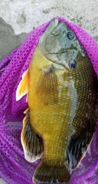 太阳鱼多少钱一斤_太阳鱼价格为什么波动大-第2张图片-山城妙识 太阳鱼多少钱一斤_太阳鱼价格为什么波动大-第2张图片-山城妙识