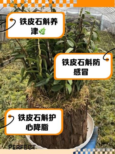 铁皮石斛禁忌人群有哪些_铁皮石斛哪些人不能吃-第3张图片-山城妙识