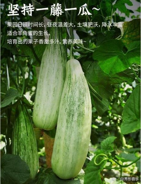 羊角蜜甜瓜怎么挑选_羊角蜜甜瓜图片怎么看成熟度-第2张图片-山城妙识 羊角蜜甜瓜怎么挑选_羊角蜜甜瓜图片怎么看成熟度-第2张图片-山城妙识