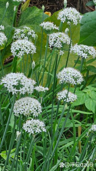 韭菜花开电影讲了什么_韭菜花开电影真实事件原型-第2张图片-山城妙识