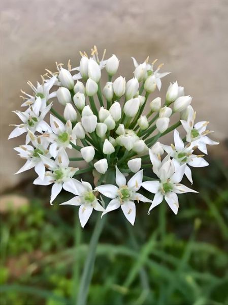 韭菜花开电影讲了什么_韭菜花开电影真实事件原型-第1张图片-山城妙识