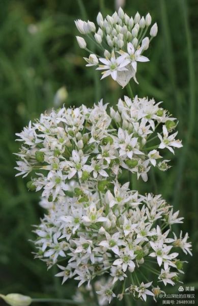 韭菜花开电影讲了什么_韭菜花开电影真实事件原型-第3张图片-山城妙识