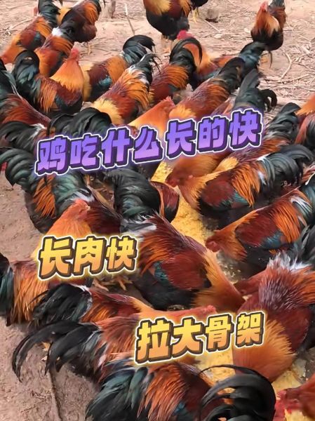 吃什么让鸡更大更长_鸡增肥增重吃什么最快-第3张图片-山城妙识 吃什么让鸡更大更长_鸡增肥增重吃什么最快-第3张图片-山城妙识