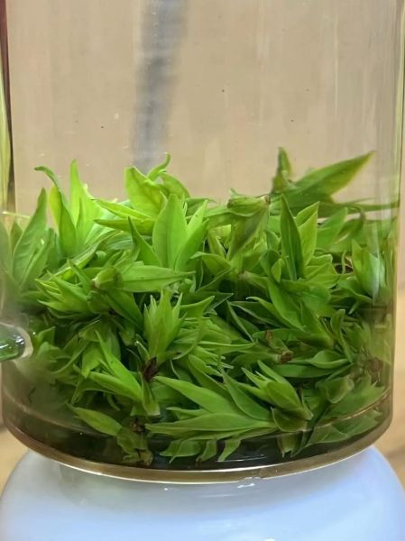 苦丁茶长什么样_苦丁茶植物图片怎么辨认-第1张图片-山城妙识