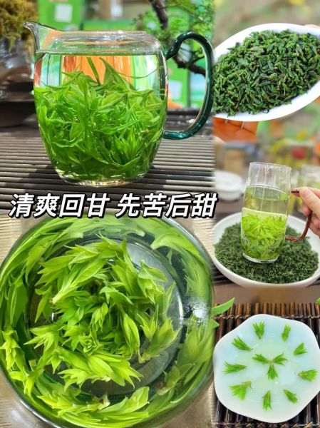苦丁茶长什么样_苦丁茶植物图片怎么辨认-第2张图片-山城妙识