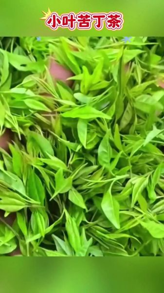 苦丁茶长什么样_苦丁茶植物图片怎么辨认-第3张图片-山城妙识