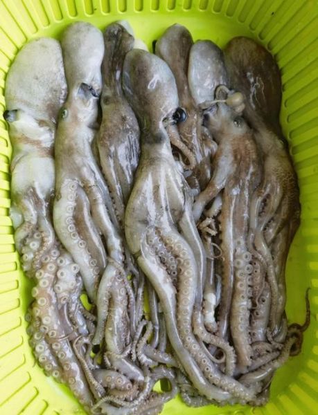 八爪鱼怎么做好吃_八爪鱼焯水几分钟才嫩-第3张图片-山城妙识