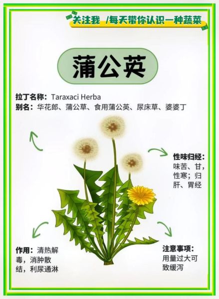 婆婆丁的功效与作用_婆婆丁怎么吃最好-第1张图片-山城妙识 婆婆丁的功效与作用_婆婆丁怎么吃最好-第1张图片-山城妙识