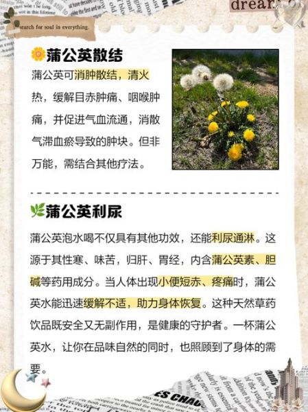 婆婆丁的功效与作用_婆婆丁怎么吃最好-第2张图片-山城妙识 婆婆丁的功效与作用_婆婆丁怎么吃最好-第2张图片-山城妙识