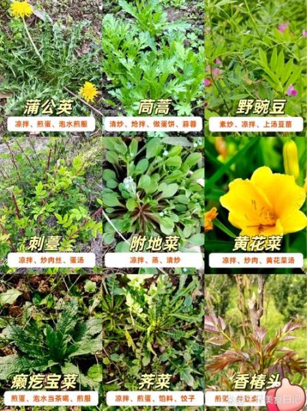 野菜图片大全及名字_野菜识别图库怎么用-第3张图片-山城妙识 野菜图片大全及名字_野菜识别图库怎么用-第3张图片-山城妙识