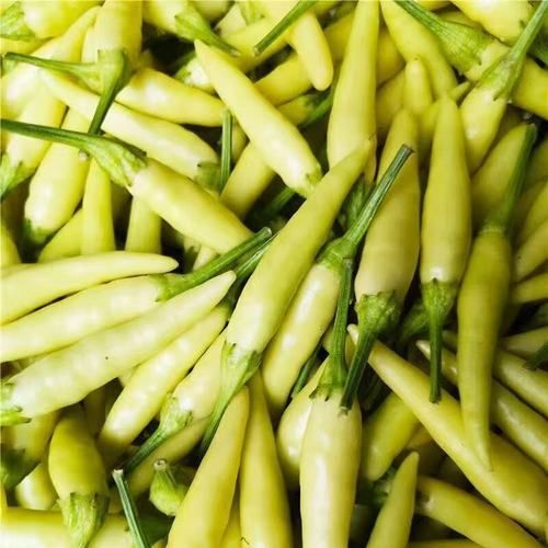 泡野山椒和泡小米椒的区别_哪个更辣更香-第2张图片-山城妙识