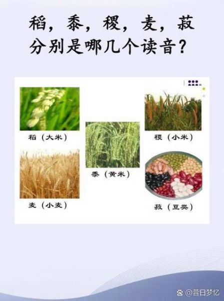 稻的拼音怎么写_稻的拼音有哪些常见误读-第1张图片-山城妙识 稻的拼音怎么写_稻的拼音有哪些常见误读-第1张图片-山城妙识