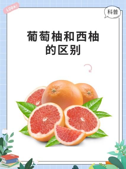 西柚是什么水果_西柚和葡萄柚的区别-第1张图片-山城妙识 西柚是什么水果_西柚和葡萄柚的区别-第1张图片-山城妙识