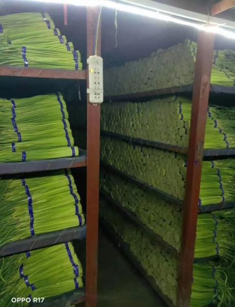 山东冷库蒜薹价格_今日多少钱一斤-第1张图片-山城妙识 山东冷库蒜薹价格_今日多少钱一斤-第1张图片-山城妙识