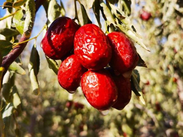 红枣图片大全高清图片_哪里可以下载-第3张图片-山城妙识 红枣图片大全高清图片_哪里可以下载-第3张图片-山城妙识