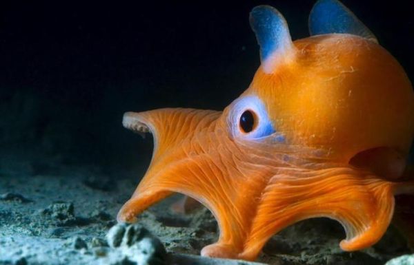 小飞象章鱼长什么样_小飞象章鱼生活在多深的海底-第2张图片-山城妙识 小飞象章鱼长什么样_小飞象章鱼生活在多深的海底-第2张图片-山城妙识