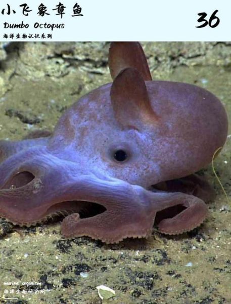 小飞象章鱼长什么样_小飞象章鱼生活在多深的海底-第3张图片-山城妙识 小飞象章鱼长什么样_小飞象章鱼生活在多深的海底-第3张图片-山城妙识
