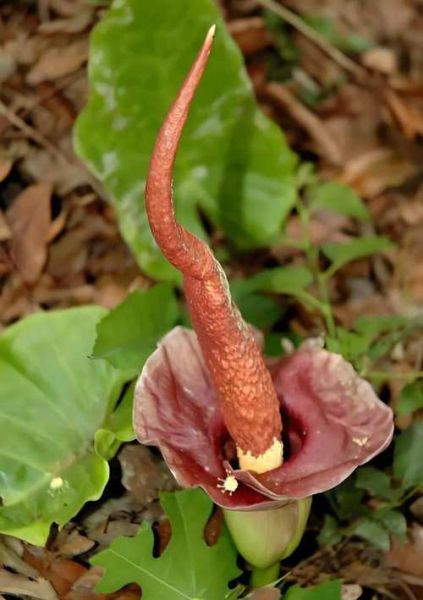 蒟蒻是什么意思_蒟蒻和魔芋的区别-第1张图片-山城妙识 蒟蒻是什么意思_蒟蒻和魔芋的区别-第1张图片-山城妙识