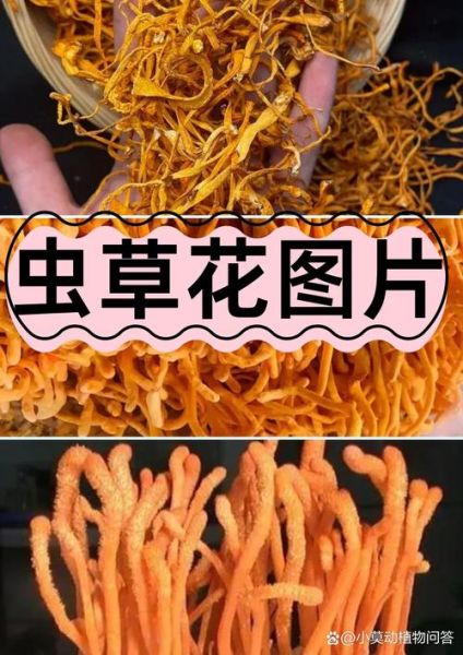 虫草花图片_虫草花与冬虫夏草区别-第2张图片-山城妙识