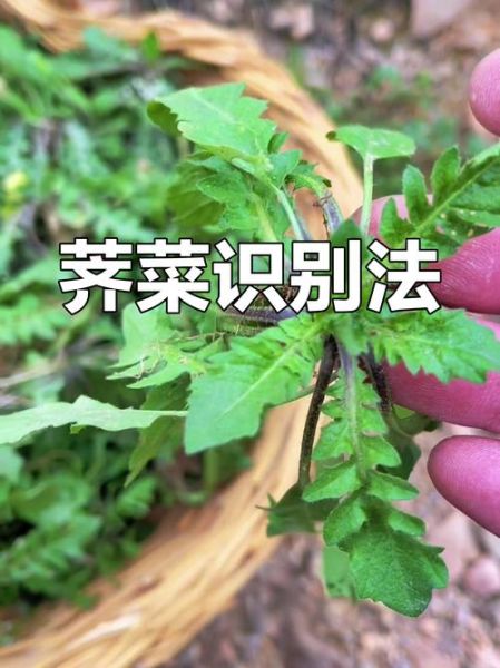 荠菜与假荠菜的区别_如何一眼分辨真假荠菜-第3张图片-山城妙识