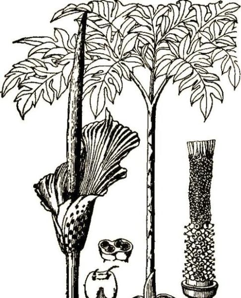 蒟蒻是什么意思_蒟蒻和魔芋的区别-第3张图片-山城妙识 蒟蒻是什么意思_蒟蒻和魔芋的区别-第3张图片-山城妙识