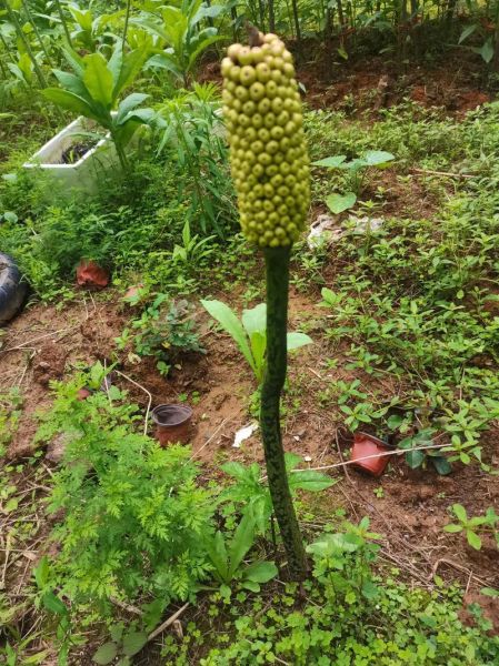 蒟蒻是什么意思_蒟蒻和魔芋的区别-第2张图片-山城妙识 蒟蒻是什么意思_蒟蒻和魔芋的区别-第2张图片-山城妙识