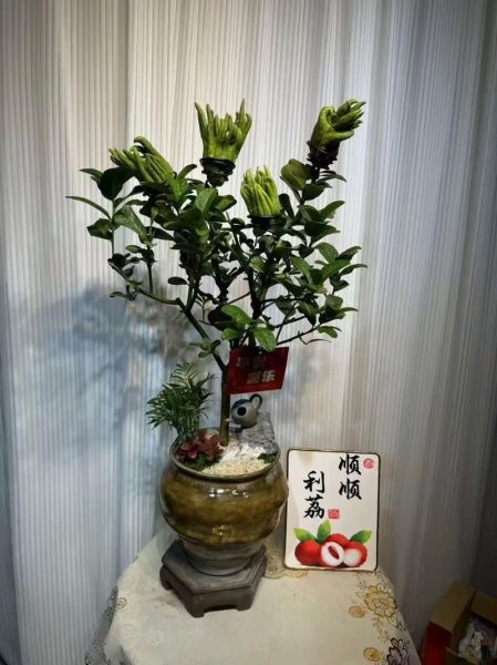 佛手盆栽怎么养_佛手盆栽多久浇一次水-第3张图片-山城妙识 佛手盆栽怎么养_佛手盆栽多久浇一次水-第3张图片-山城妙识