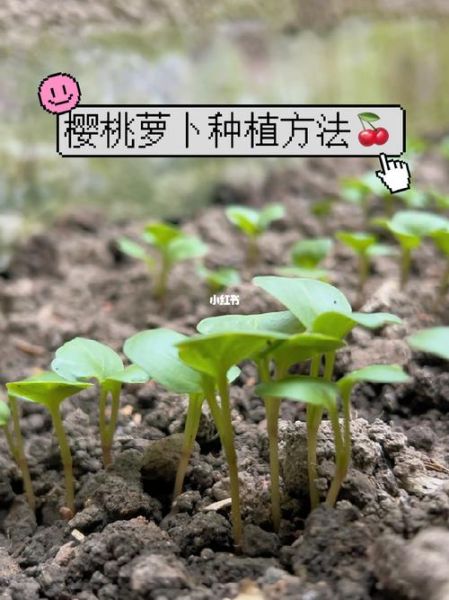 樱桃萝卜怎么种_樱桃萝卜多久能收获-第3张图片-山城妙识