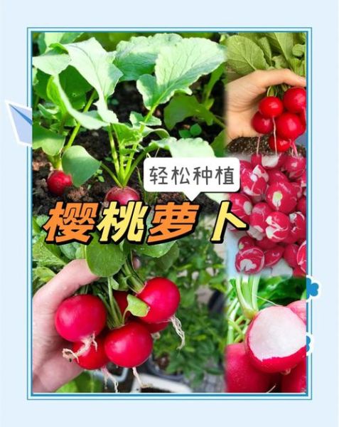 樱桃萝卜怎么种_樱桃萝卜多久能收获-第2张图片-山城妙识