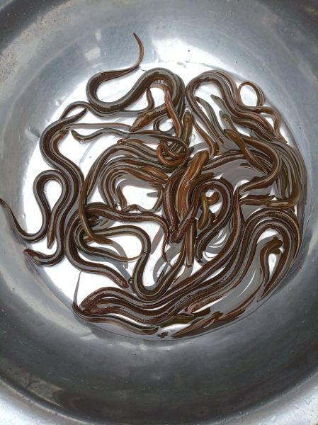 鳝鱼血怎么吃_鳝鱼血的做法大全-第3张图片-山城妙识 鳝鱼血怎么吃_鳝鱼血的做法大全-第3张图片-山城妙识