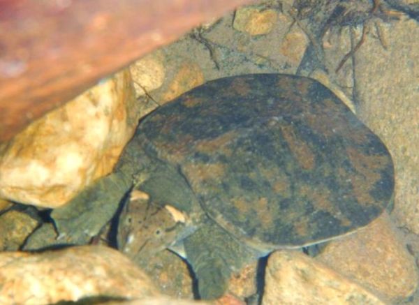 山瑞鳖和甲鱼区别图片_怎么区分山瑞鳖与甲鱼-第1张图片-山城妙识 山瑞鳖和甲鱼区别图片_怎么区分山瑞鳖与甲鱼-第1张图片-山城妙识