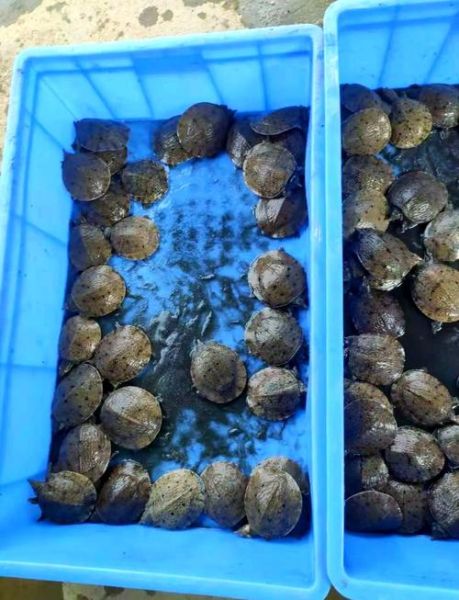 山瑞鳖和甲鱼区别图片_怎么区分山瑞鳖与甲鱼-第3张图片-山城妙识 山瑞鳖和甲鱼区别图片_怎么区分山瑞鳖与甲鱼-第3张图片-山城妙识