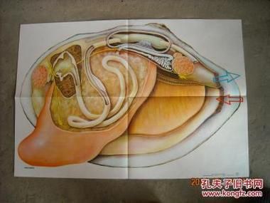 河蚌内脏怎么清洗_河蚌内脏清洗视频教程-第3张图片-山城妙识