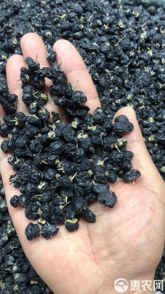 野生黑枸杞多少钱一斤_野生黑枸杞价格为什么差距大-第2张图片-山城妙识