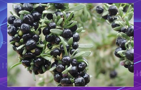 野生黑枸杞多少钱一斤_野生黑枸杞价格为什么差距大-第1张图片-山城妙识