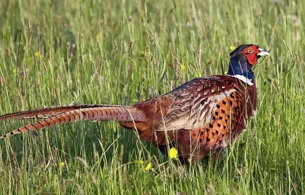 野鸡品种有哪些_野鸡图片长什么样-第3张图片-山城妙识 野鸡品种有哪些_野鸡图片长什么样-第3张图片-山城妙识