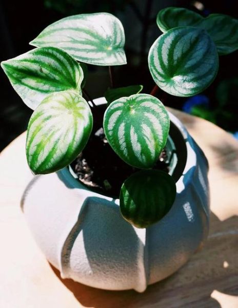 西瓜皮椒草扦插多久生根_扦插后怎么养护-第2张图片-山城妙识 西瓜皮椒草扦插多久生根_扦插后怎么养护-第2张图片-山城妙识