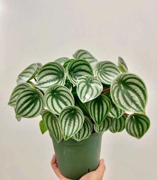 西瓜皮椒草扦插多久生根_扦插后怎么养护-第1张图片-山城妙识 西瓜皮椒草扦插多久生根_扦插后怎么养护-第1张图片-山城妙识