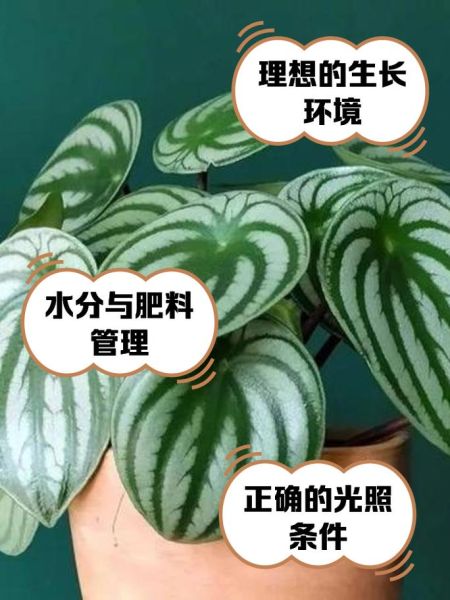 西瓜皮椒草扦插多久生根_扦插后怎么养护-第3张图片-山城妙识 西瓜皮椒草扦插多久生根_扦插后怎么养护-第3张图片-山城妙识