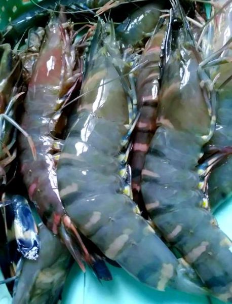 海虾图片大全大图_高清海虾品种图鉴-第2张图片-山城妙识 海虾图片大全大图_高清海虾品种图鉴-第2张图片-山城妙识